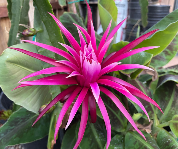 All Dragon Fruits – Mayumi Garden