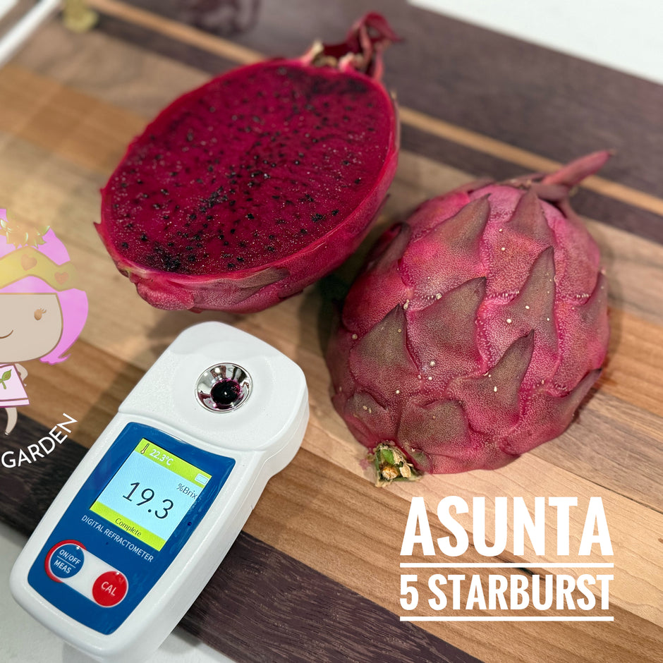 Asunta 5 Starburst Official dragon fruit live cutting (12”) – Mayumi Garden