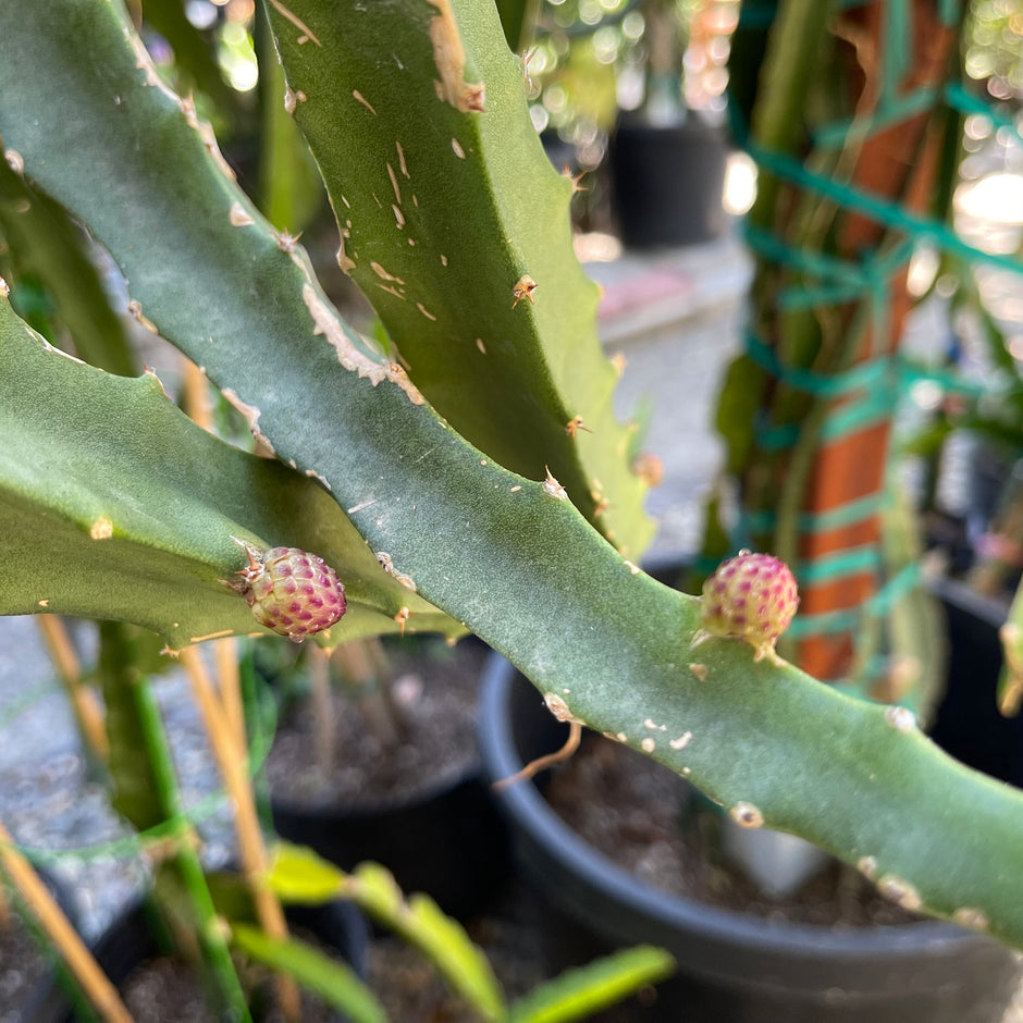 Ecuador Palora dragon fruit (cuttings and rooted plants) – Mayumi Garden