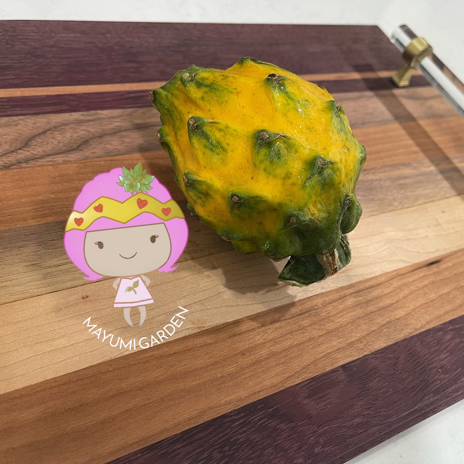 Ecuador Palora dragon fruit (cuttings and rooted plants) – Mayumi Garden