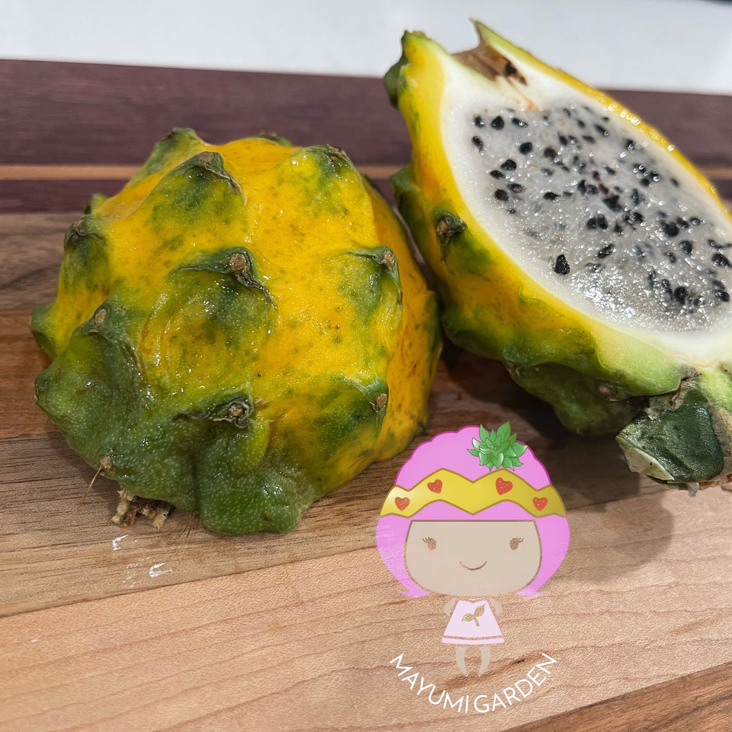 Ecuador Palora dragon fruit (cuttings and rooted plants) – Mayumi Garden