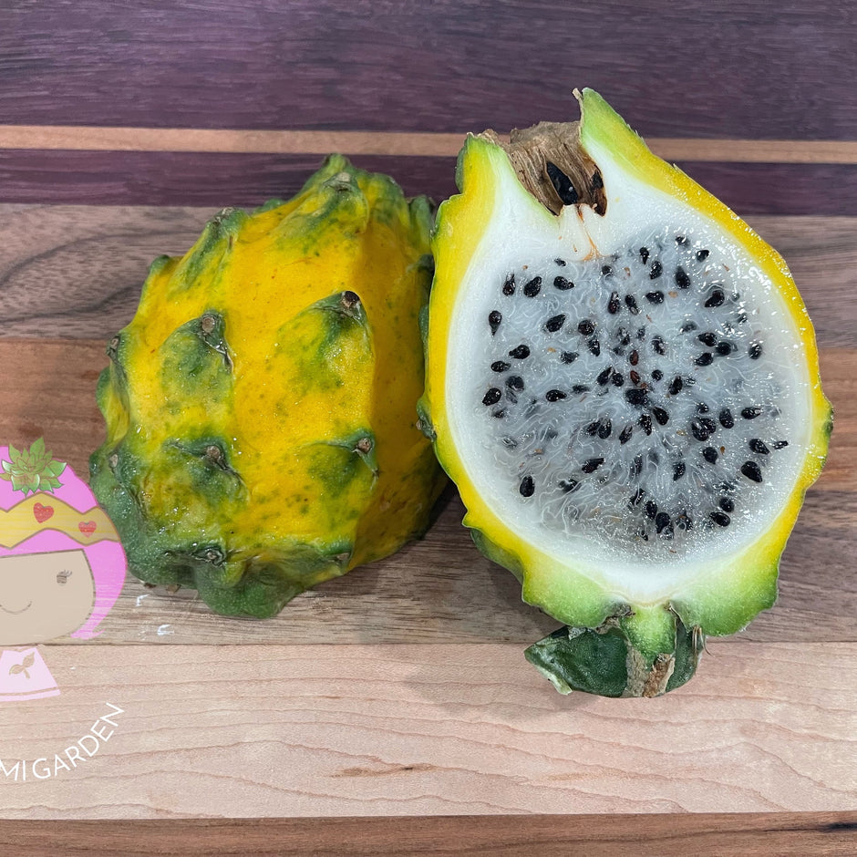 Ecuador Palora dragon fruit (cuttings and rooted plants) – Mayumi Garden